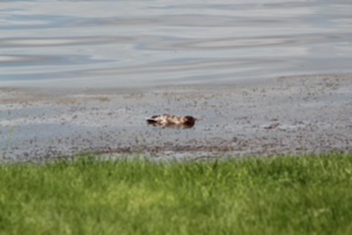 Dead Ducks Found At Chautauqua Lake | News, Sports, Jobs - Post Journal